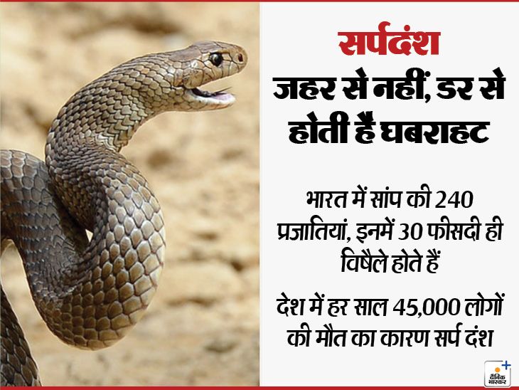 what to do when snake bite why cases of snake bite increasing in india ...
