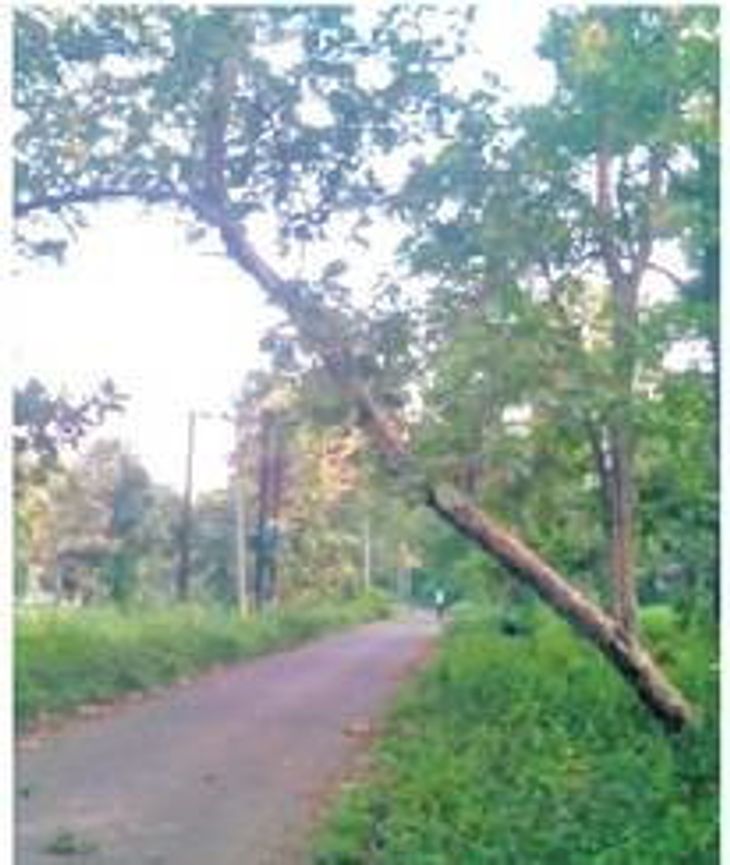 Nepanagar News - mp news tilted tree in forest colony becomes dangerous ...