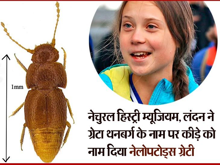 Scientists name new species of tiny wingless beetle with long pigtail ...