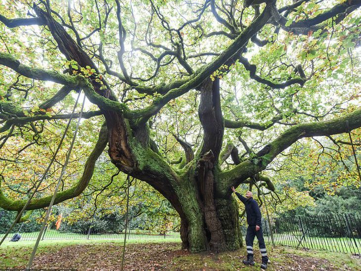11th Century Oak Tree, Awarded Tree of the Year 2019, in the 21st ...