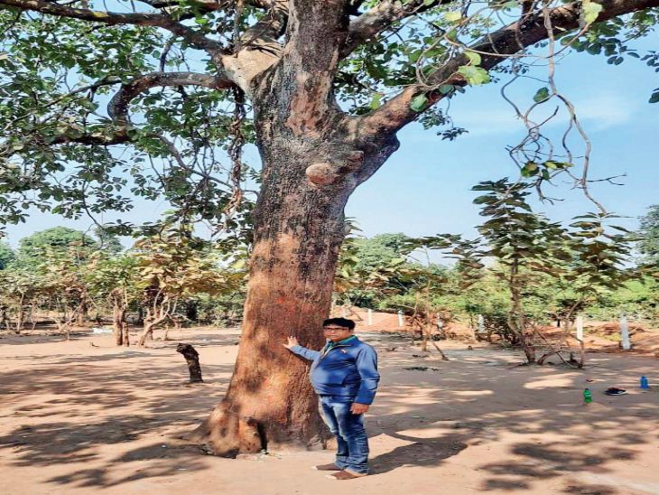Madhya Pradesh, mahua draws tree, Slitting palm, sand, it has no ...