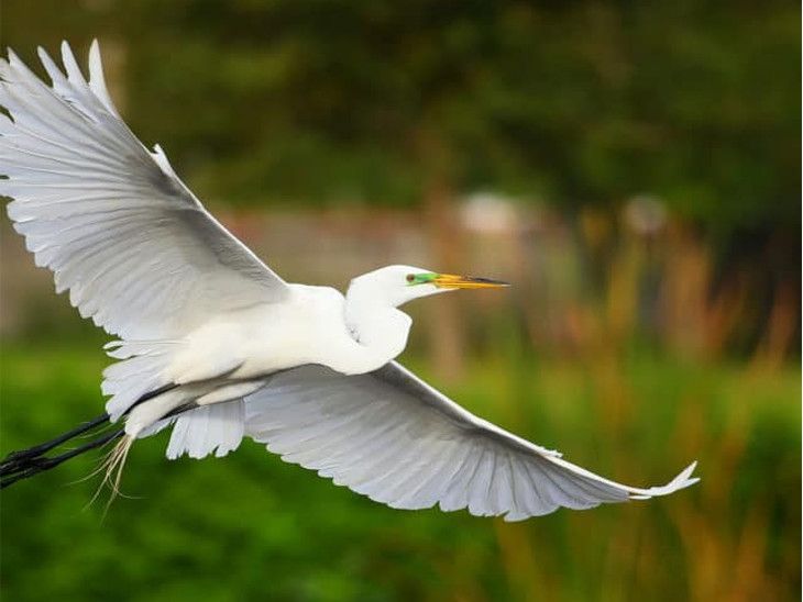 Special vigilance in MP after the death of migratory birds in Rajasthan ...