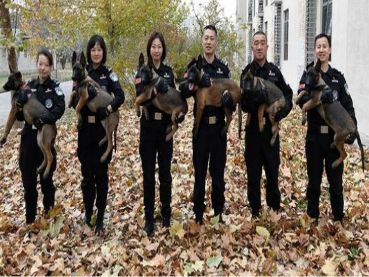 6 clone dogs recruited together in police department for the first time ...