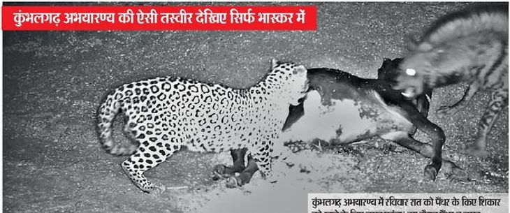 Pali News - rajasthan news leopard and zarakh face to face for hunting ...