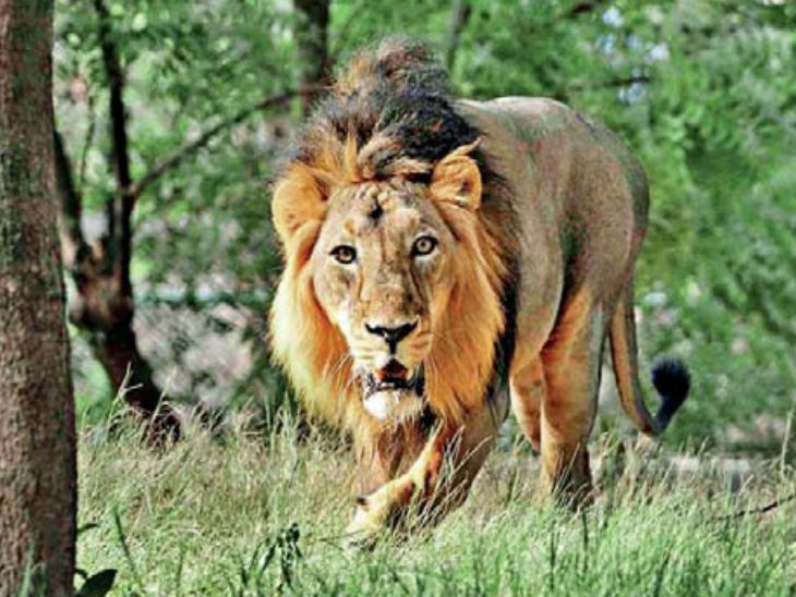 Van Vihar refuses to take old lion of Junagadh, pair of lions will come ...
