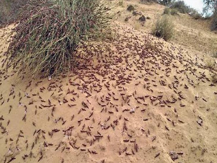 Tiddi wiped out in 145 villages in Bikaner, Rajasthan News | 145 गांवों ...