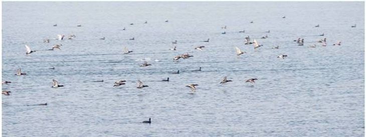 Partapur News - rajasthan news indigenous exotic birds in surwaniya dam ...