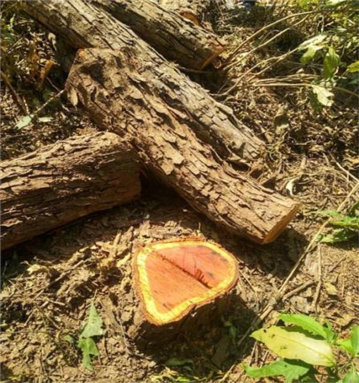 Khair had permission to cut 98 trees, but 195 trees were cut, Vigilance ...