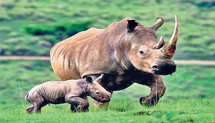 Green Anaconda, Vietnamese rhinoceros, Royal Python Aye Jue; There is ...