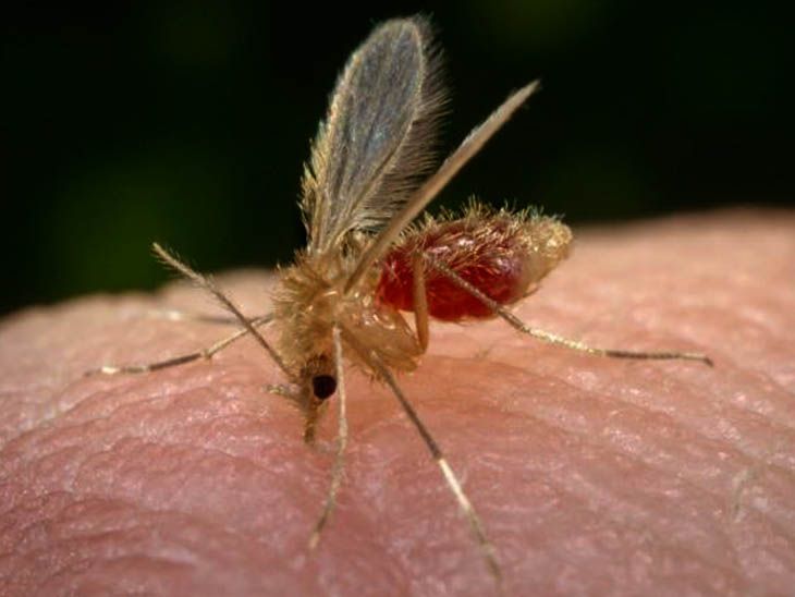 Cases of poisonous sand fly flies that flourish on the banks of the ...