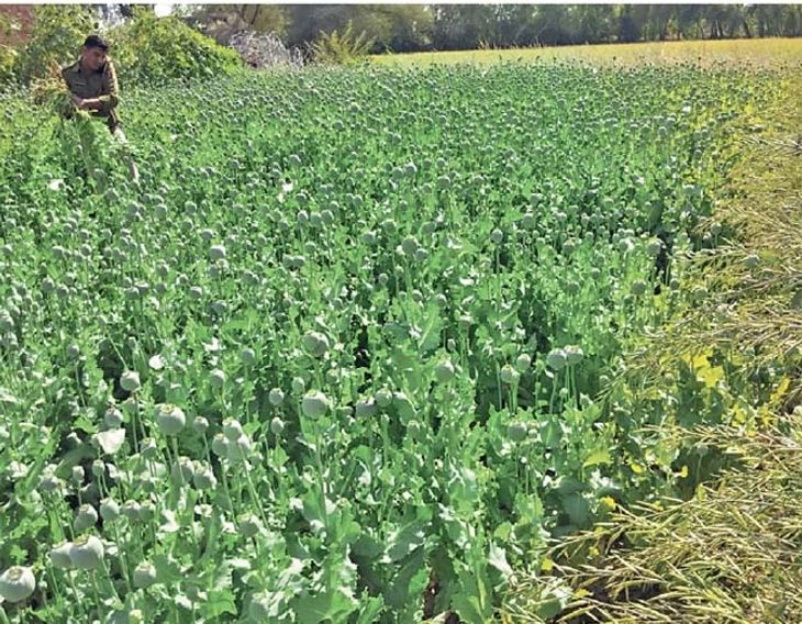 Thousands of doda poppy plants planted by farmers in the guise of rabi ...