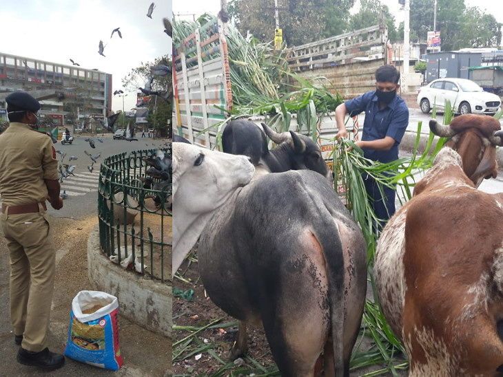 Animal and birds worst in lockdown, police arranged hay-fodder | वडोदरा ...