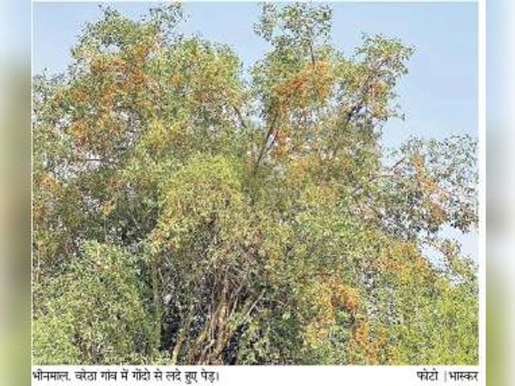 Peelu, Sangri, Gonday are laden with trees, but no one comes out to ...