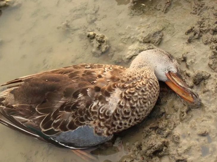 Google Title: Rajasthan High Court On Ashok Gehlot Govt Over Birds ...
