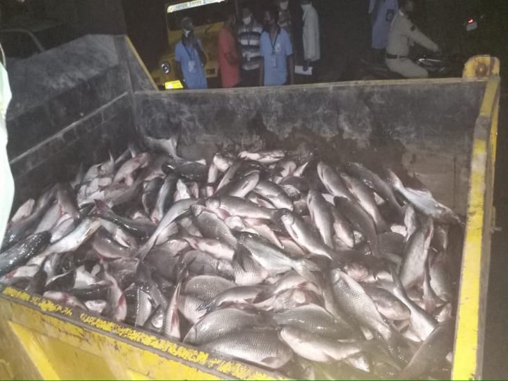 Fish Smuggling In Indore News Updates; Police Caught Smugglers caught ...