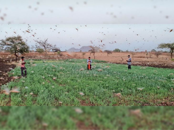 Locusts attack in Shivgarh and Saravan region, locusts arrived in ...