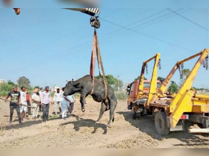 Bulls transported to cows with the help of cranes injured for three ...