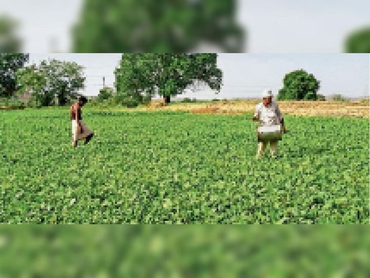 Locust attack in six villages of Betul, mung and vegetables made chut ...