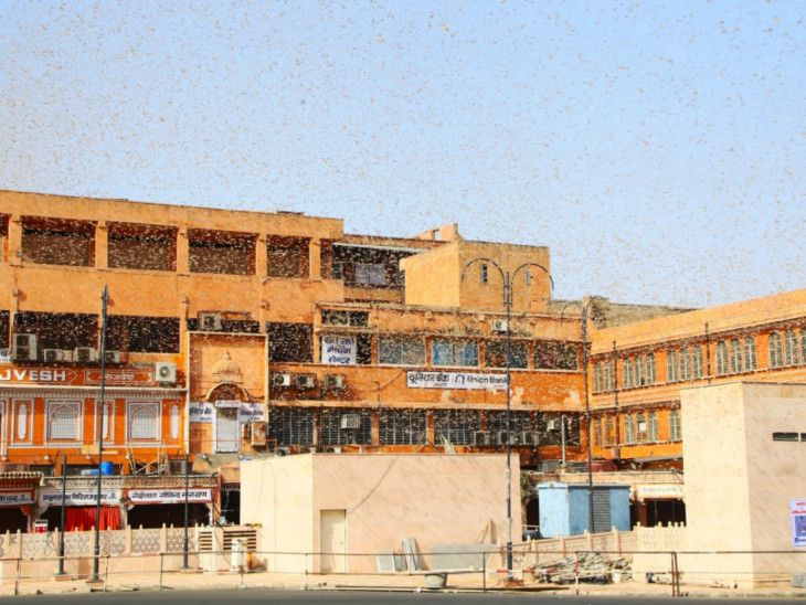 Locust Attack in Jaipur Update; Tiddi Dal In Raj Park, Transport Nagar ...