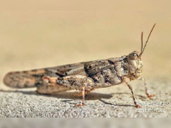 The largest locust breeding on the Indo-Pak border, eight thousand ...