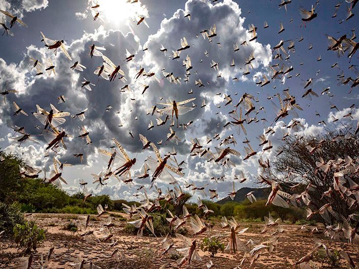 Rajasthan (Pakistan) Locust Tiddi Dal In India Update; How Dangerous ...