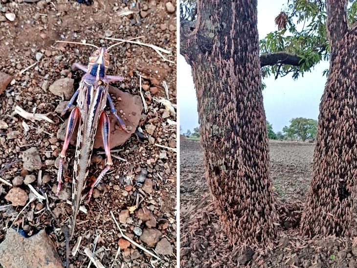 Locust Attack In MP Update | Tiddi Dal Reaches Balaghat Betul, Damage ...