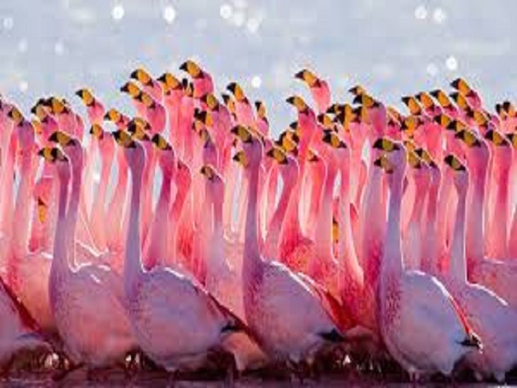 Flamingo swarm in Jawai dam when people are imprisoned in homes under ...