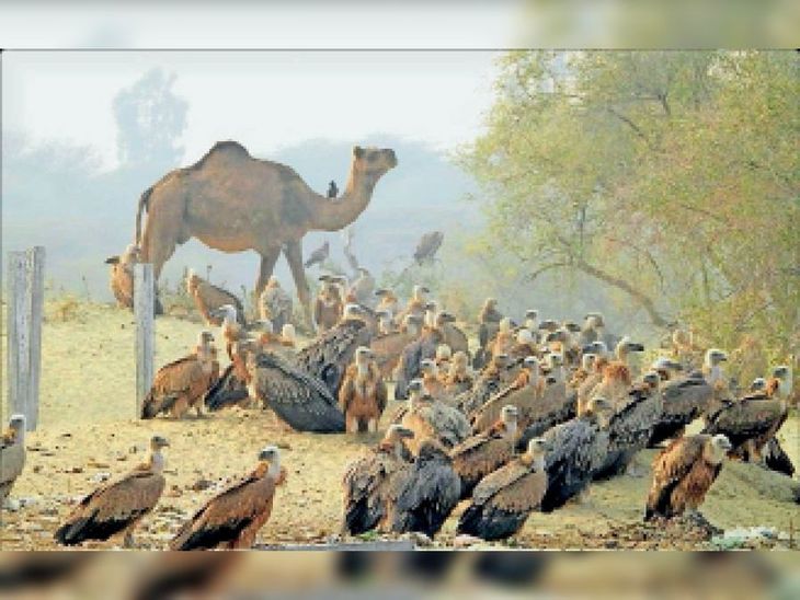 Godavan and other wildlife will be counted tomorrow by the water hall ...