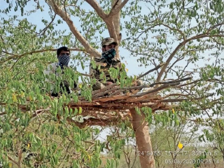 During the counting, the forest workers saw a flock of panther, zarakh ...