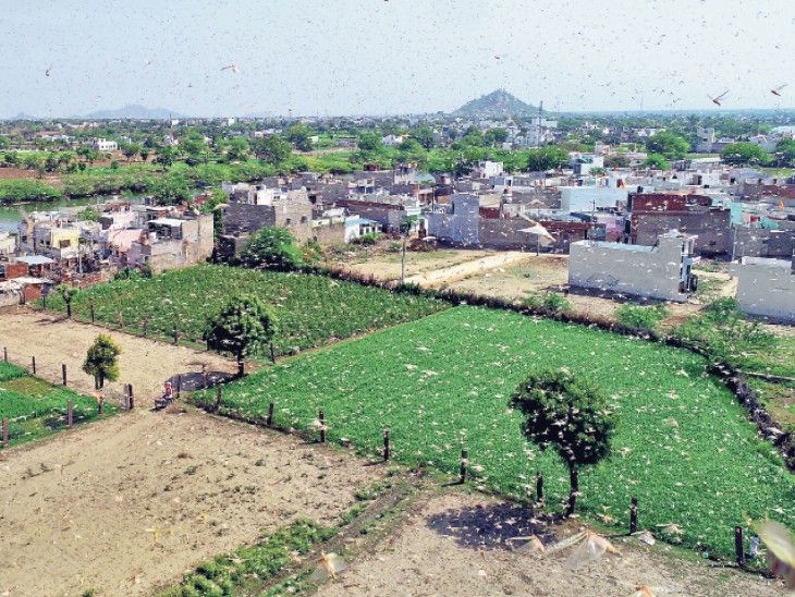 29 days later, the city of Beawar is also haunted by numerous locusts ...
