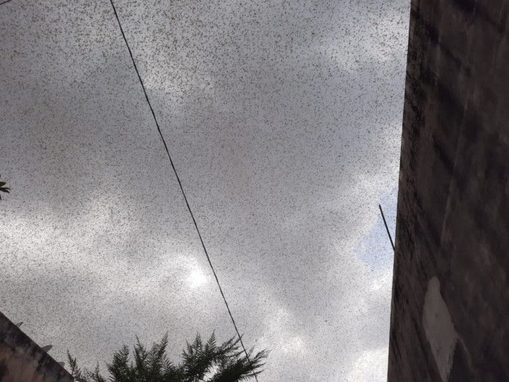 Locust Attack in Rajasthan Kota; Tiddi Dal Targeting Trees and Gardens ...