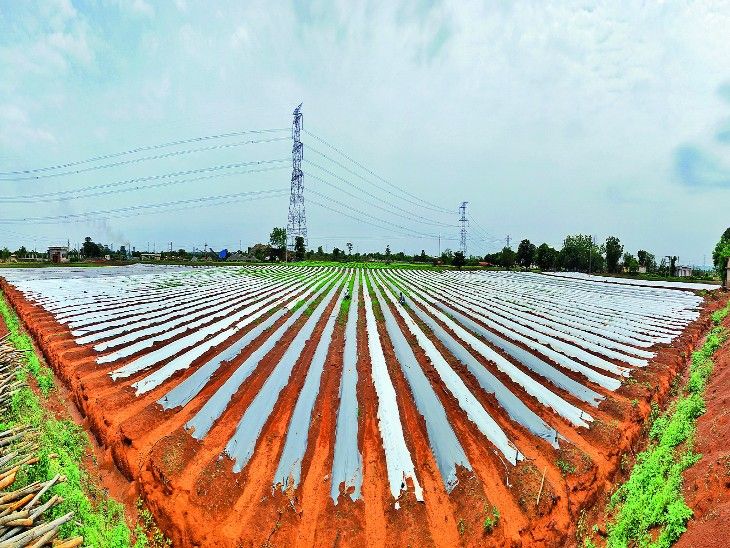 Cultivation of cash crops like ginger, turmeric and gimikanda with ...