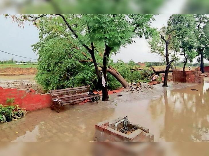 Thunderstorms fell trees and pillars, gaushala walls, tin sheets | आंधी ...