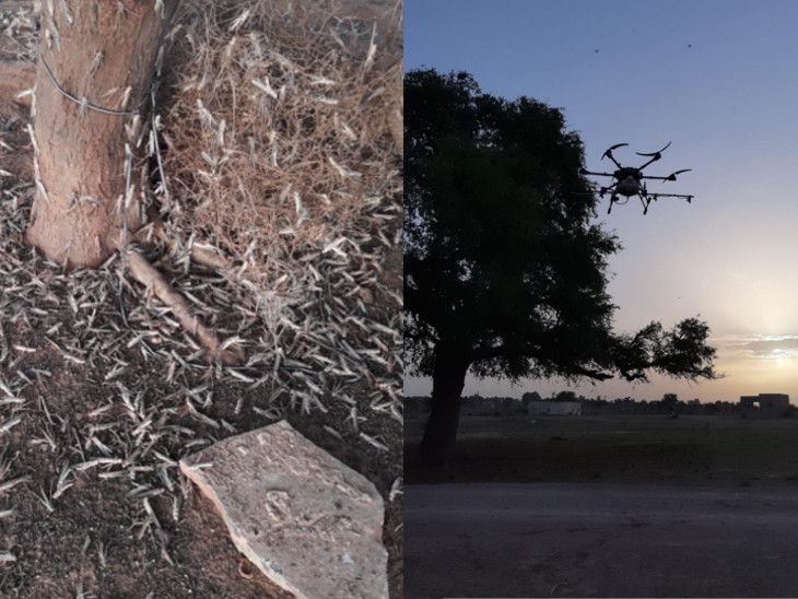 Rajasthan Tiddi Dal News | Pakistan Locust Attack Today In Rajasthan ...