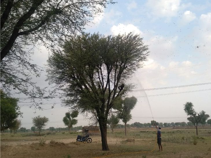 Locust Attack (Tiddi Dal) In Rajasthan Jaipur Today Latest News Updates ...