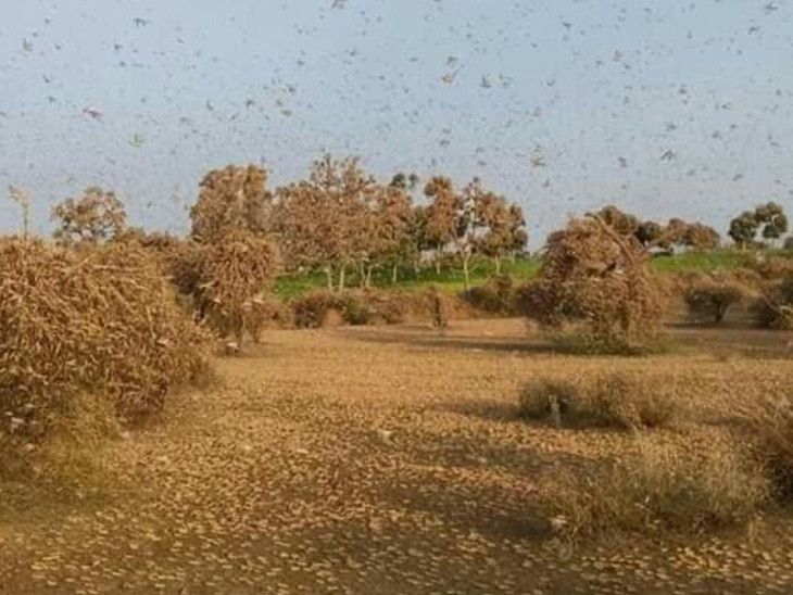 Locust Attack (Tiddi Dal) In Rajasthan Chomu Today Latest News Updates ...