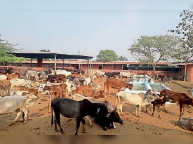 Corporation's new Gaushala file revolved around Kota-Jaipur for two ...