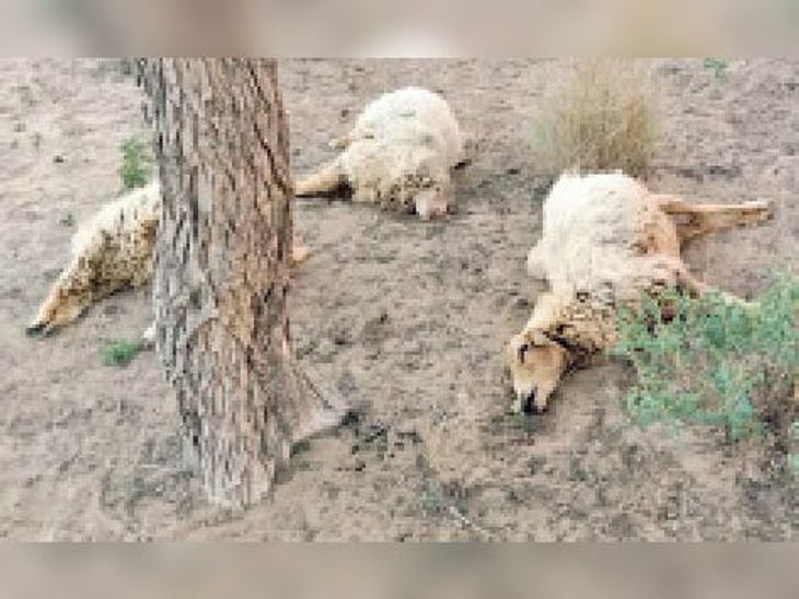 Four sheep died of unknown disease