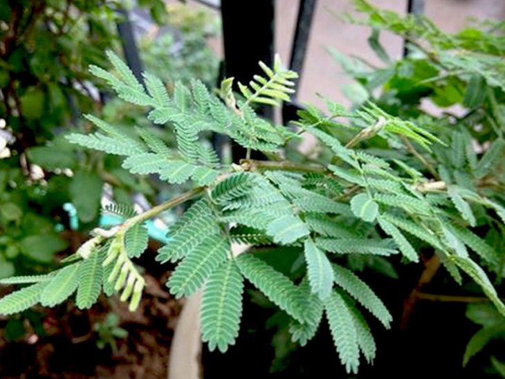 Importance of shami plant in shiv puja, old mythology about shami plant ...