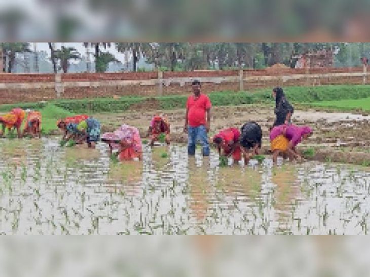Paddy came in water filled fields, Chalo saathi ran in Khetwa | मानसून ...