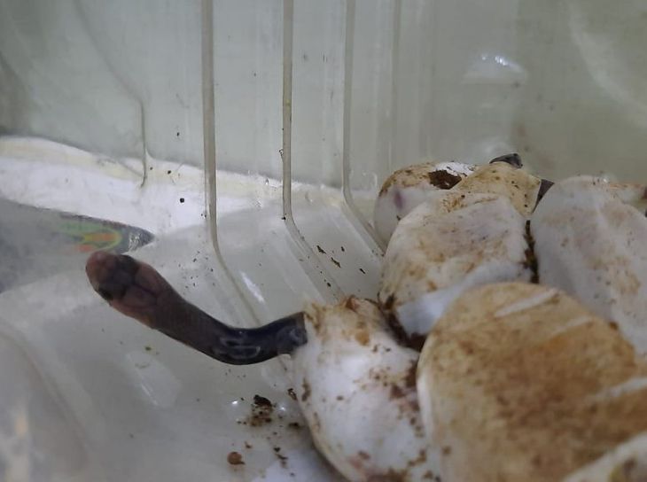 Video Cobra Snake Birth from Egg In Madhya Pradesh Vidisha | मध्य ...