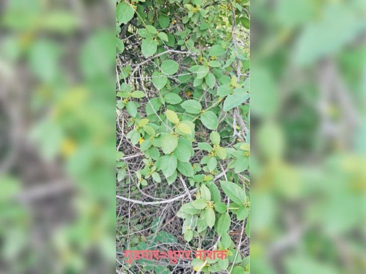 Rare herbs stock in the forests of Devtara Surekha, Banwar | खोज: बनवार ...