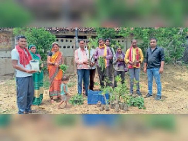 Vegetable seeds and plants are being distributed under the Nutrition ...