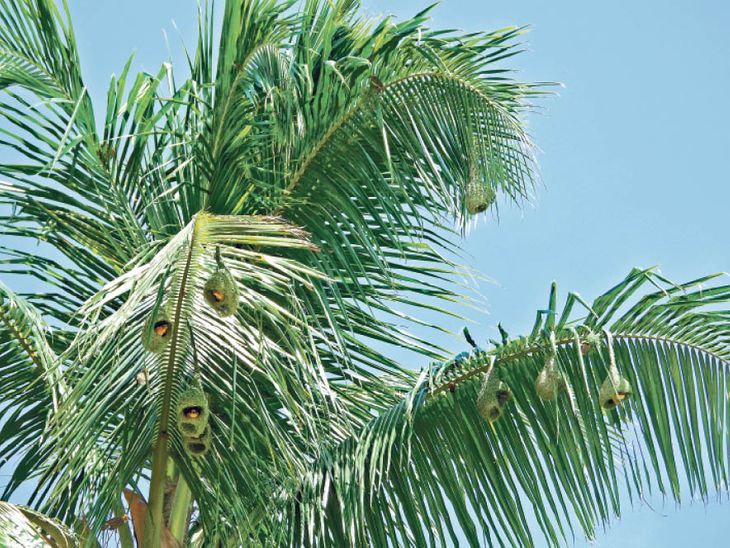Weaver Bird, ... makes your Ghansala also multistairy, protects nature ...
