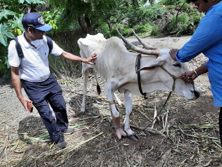 Pune's doctors put artificial legs on three-legged cow, crippled in an ...