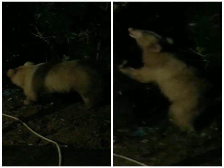 White bear seen in Chirmiri of Korea district Chhattisgarh Forest ...