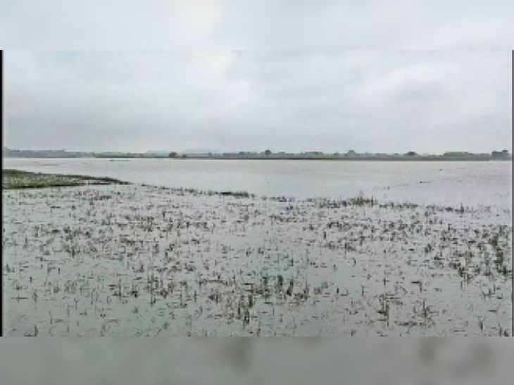 500 acres of paddy crop drowned due to flooding of Pandi river ...