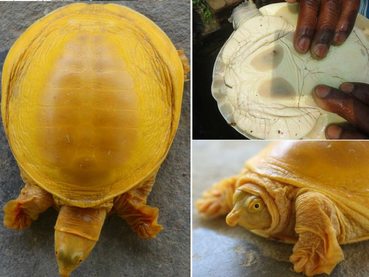 rare golden turtle found in nepal its golden shell due to an ultra-rare ...