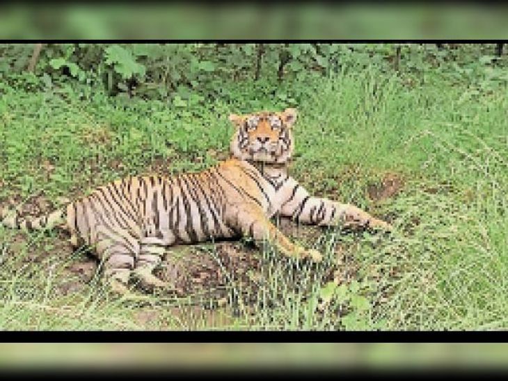 Radio collar of tigers and tigers in Mukandra deteriorated, from ...