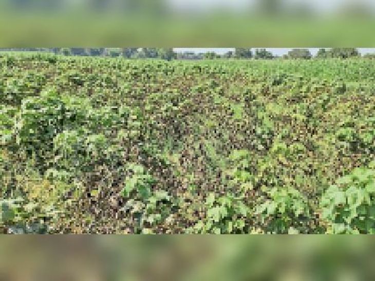 Root rot disease in cotton crop, not even after spray